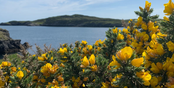 The Glory Of Gorse | Isle of Harris Distillery